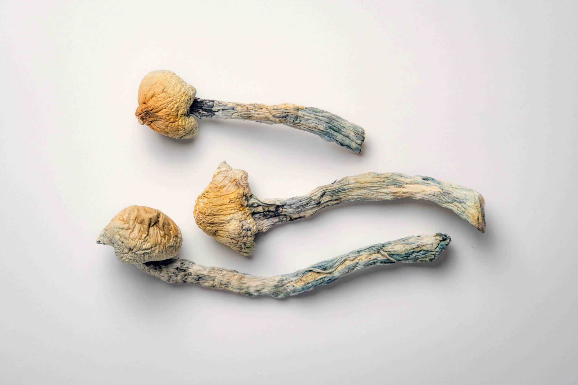 What do people typically use psilocybin for? - Unlimited Sciences